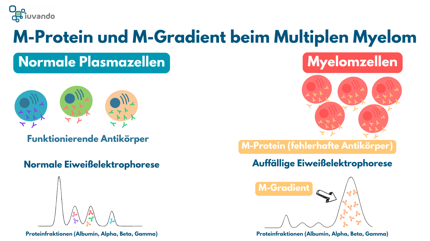 Blutwerte beim Multiplen Myelom