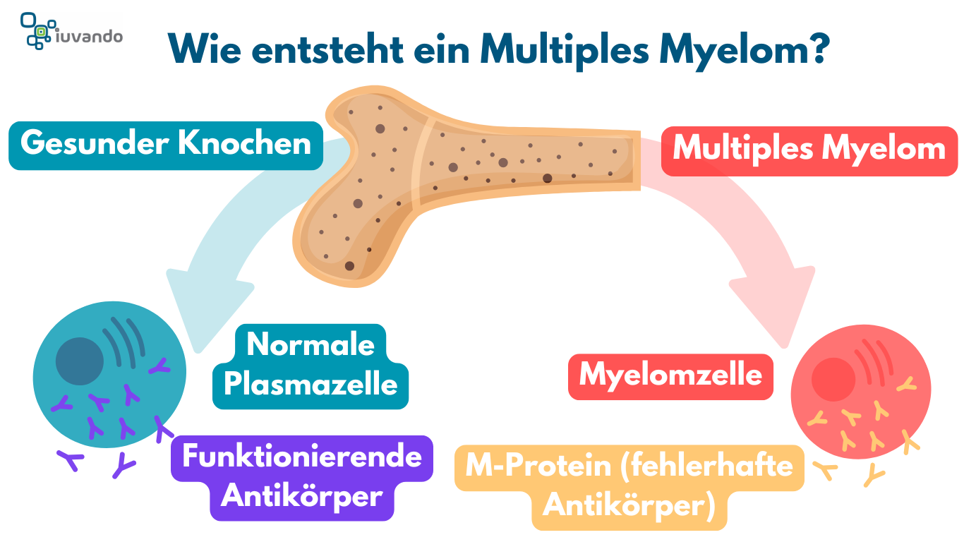 Blutwerte beim Multiplen Myelom